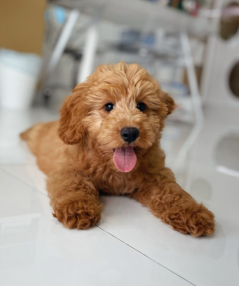 Puppies for Sale Near Me 2025 | Puppies for Sale (305) 262-7310