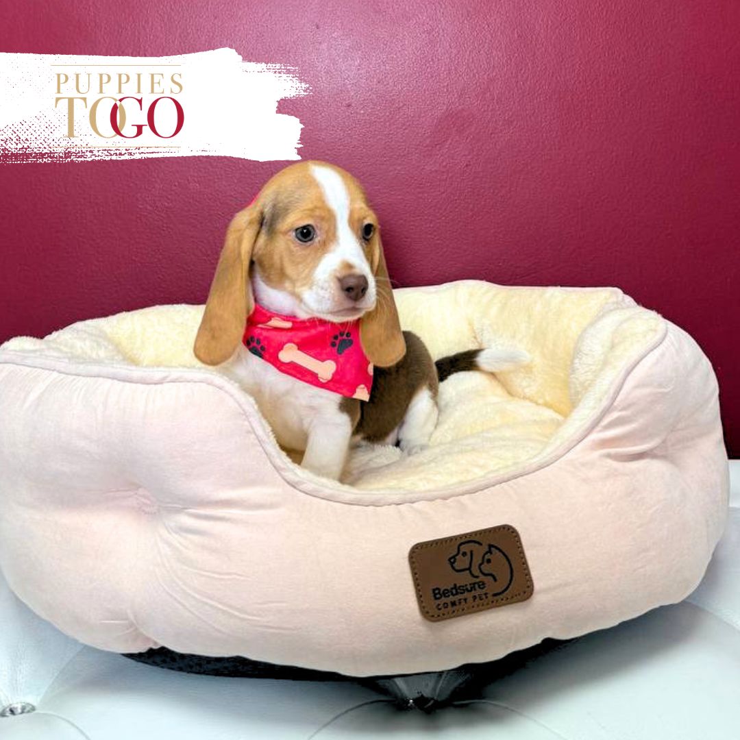 Beagle Puppies for Sale | Puppies To Go