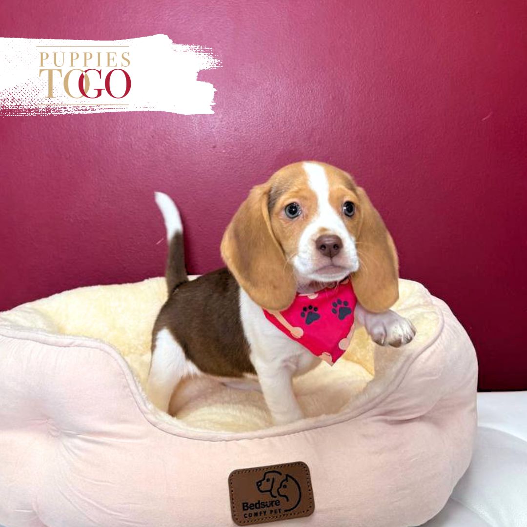 Beagle Puppies for Sale | Puppies To Go